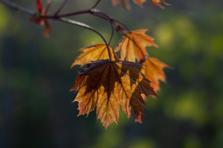 Nikon D70 Review – Relatively Ambitious