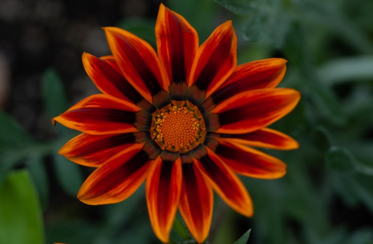 Nikon D70 Review – Relatively Ambitious