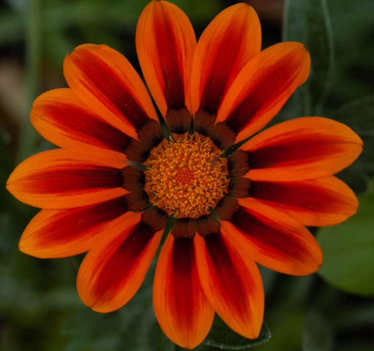 Nikon D70 Review – Relatively Ambitious