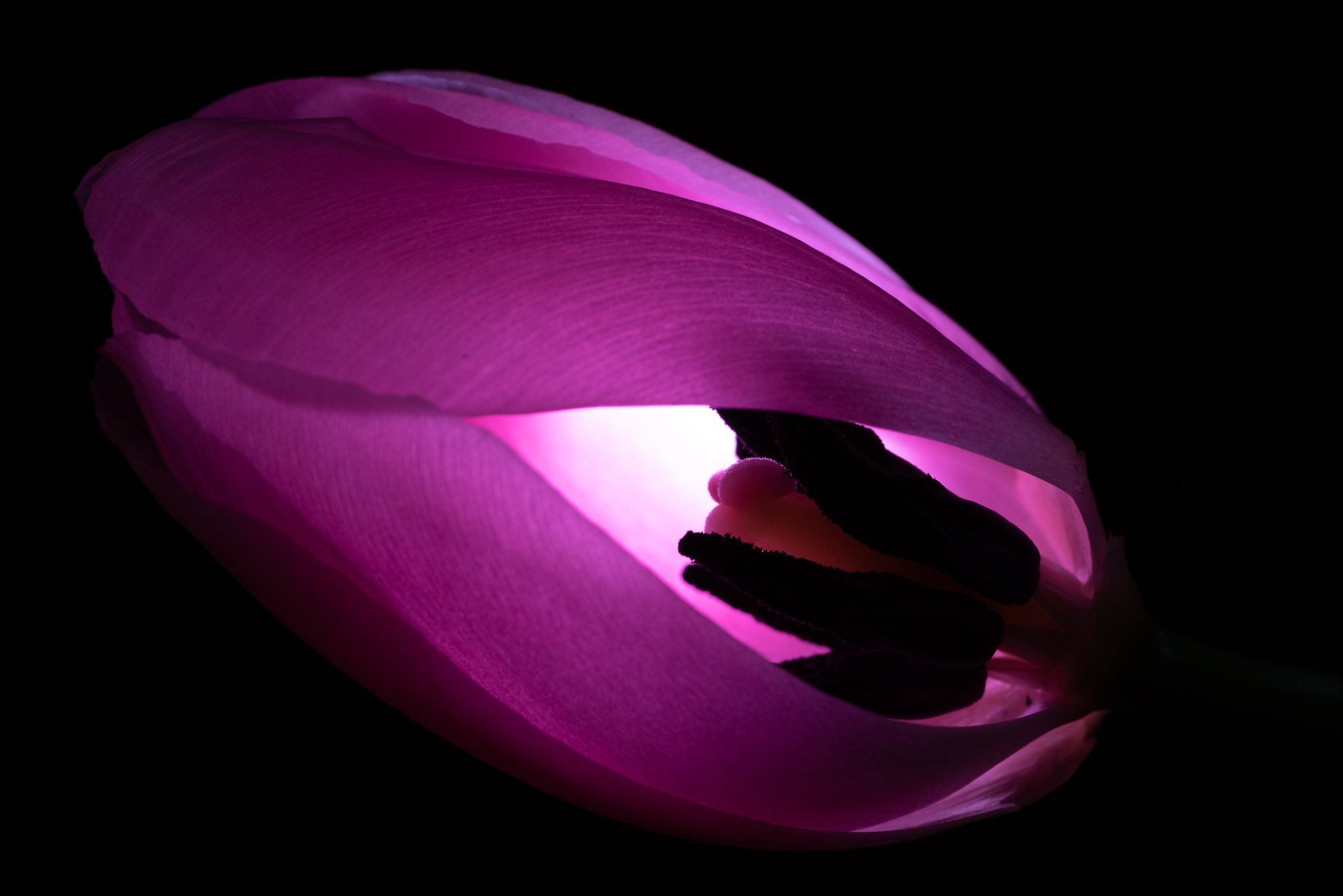 Behind the Photo: Backlit Tulips – Relatively Ambitious