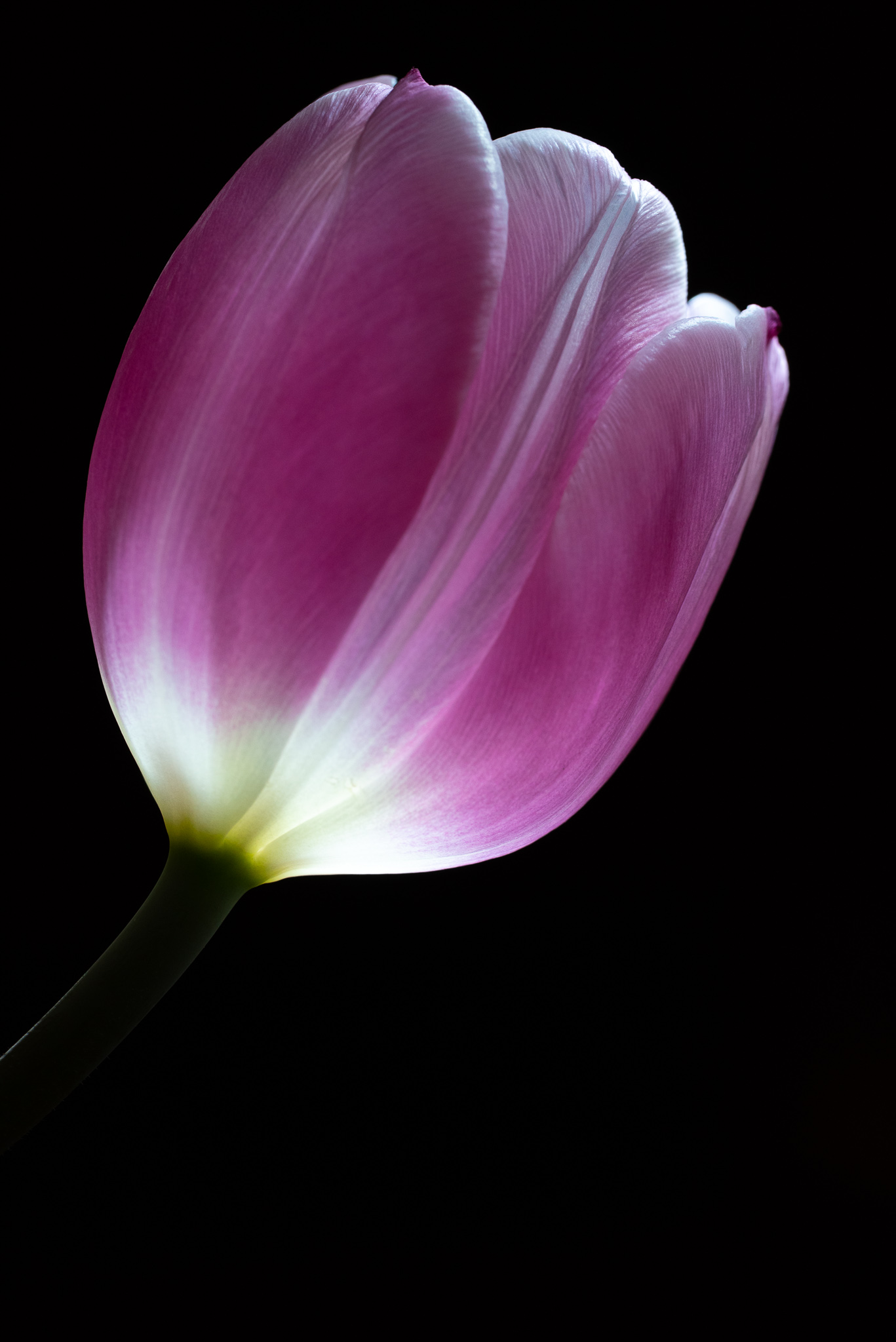 Behind the Photo: Backlit Tulips – Relatively Ambitious