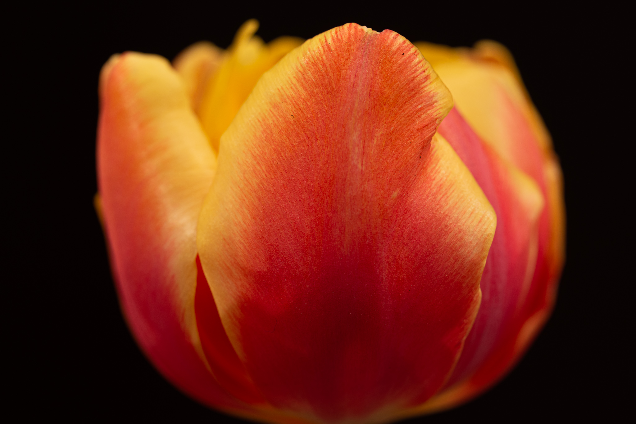 Flowers BTS – Relatively Ambitious