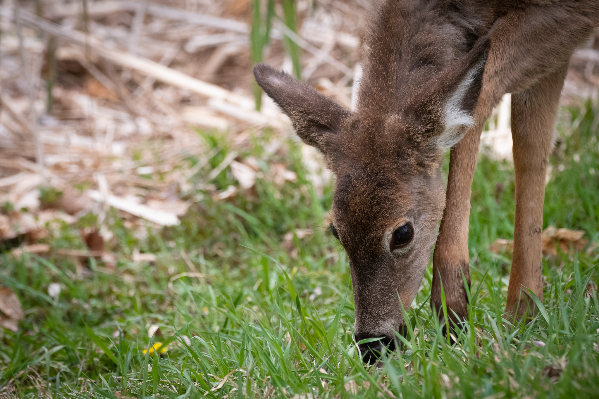 A Doe, A Deer – Relatively Ambitious