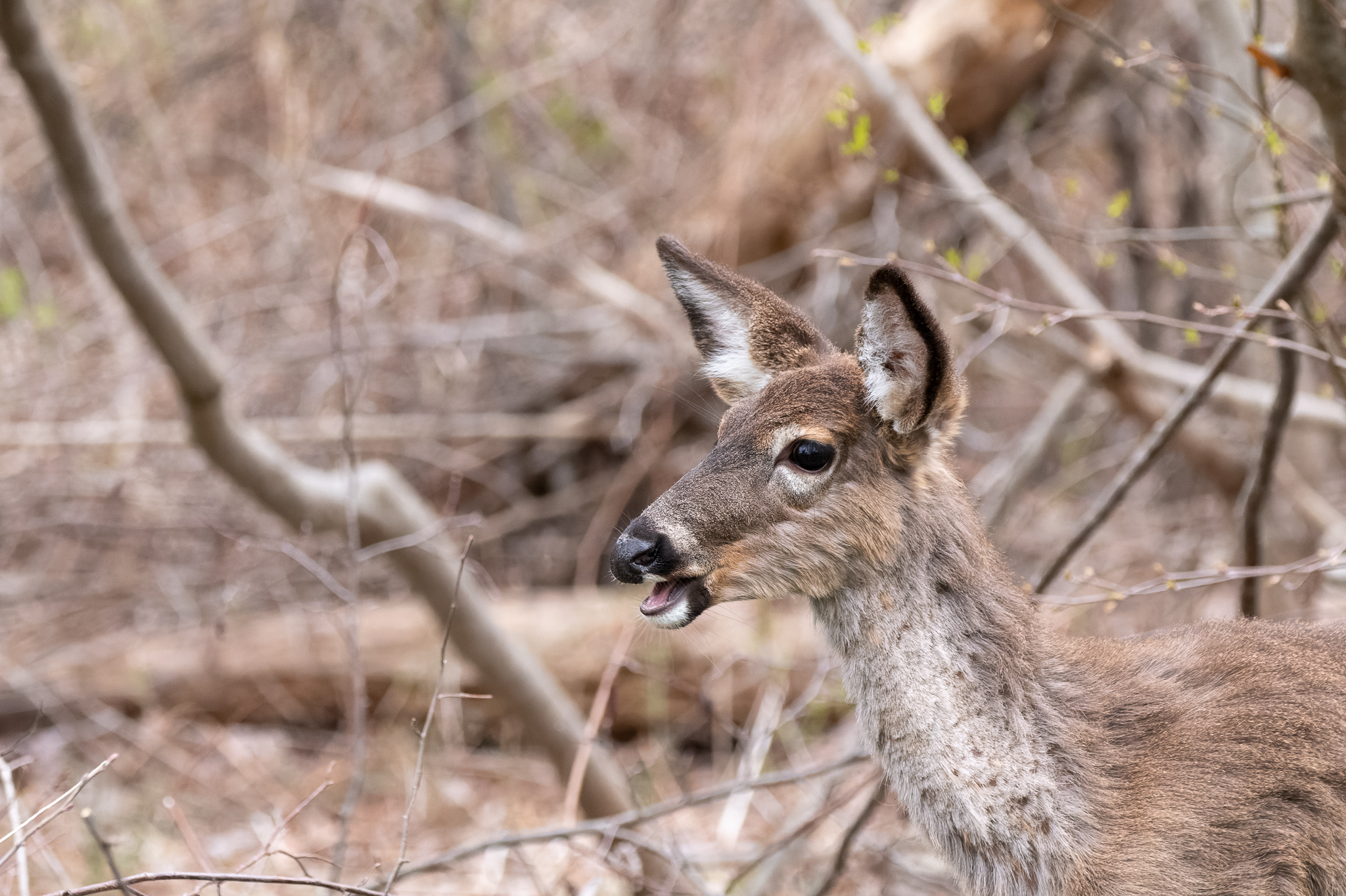 A Doe, A Deer – Relatively Ambitious