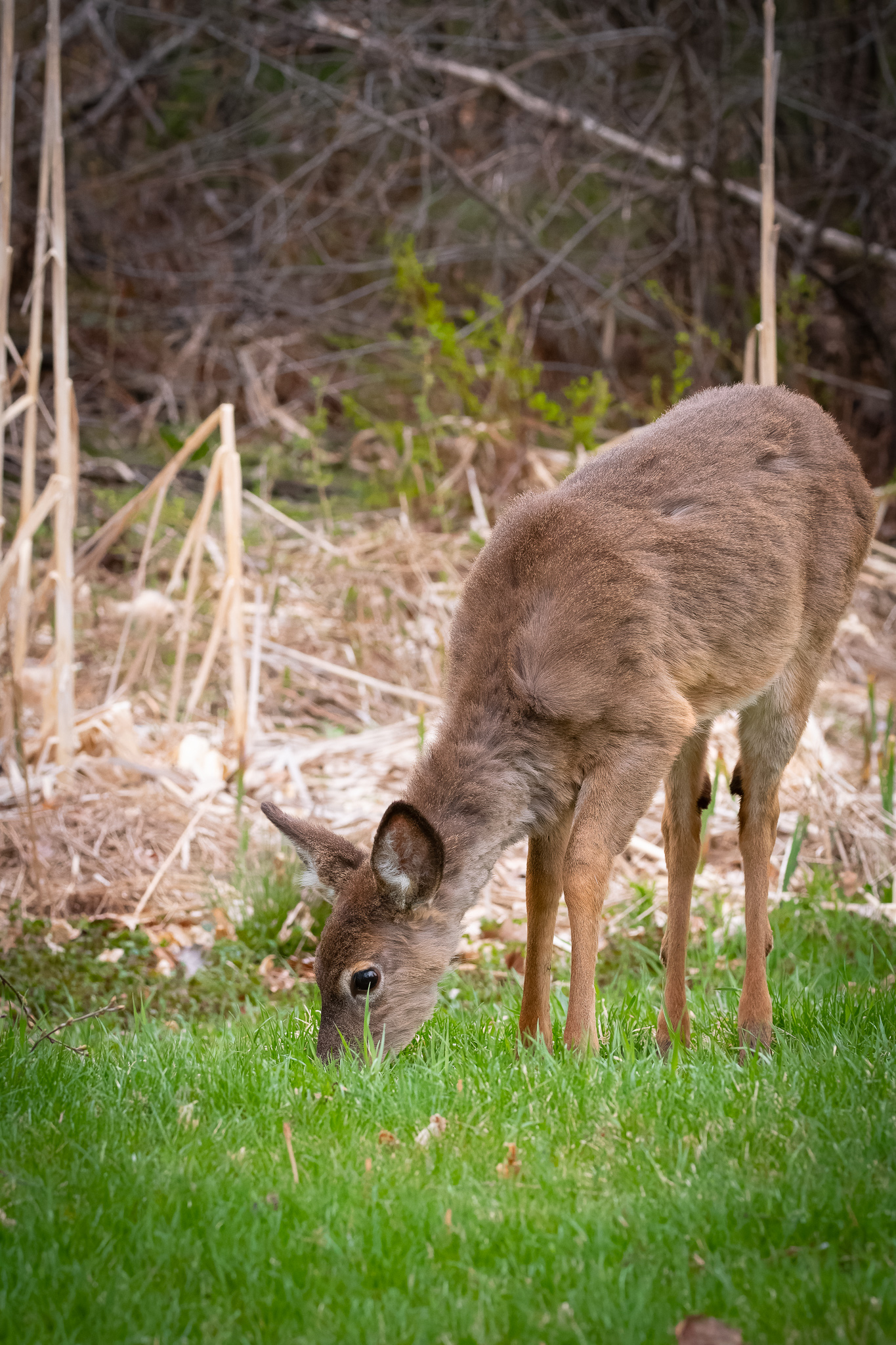 A Doe, A Deer – Relatively Ambitious