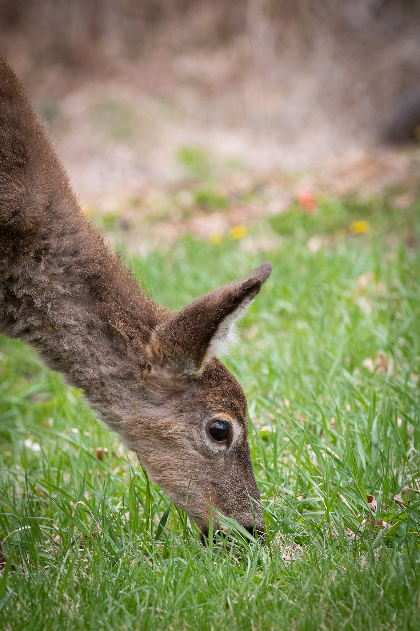 A Doe, A Deer – Relatively Ambitious