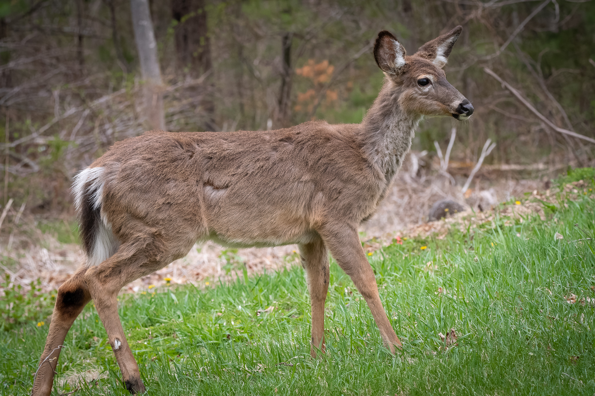 A Doe, A Deer – Relatively Ambitious