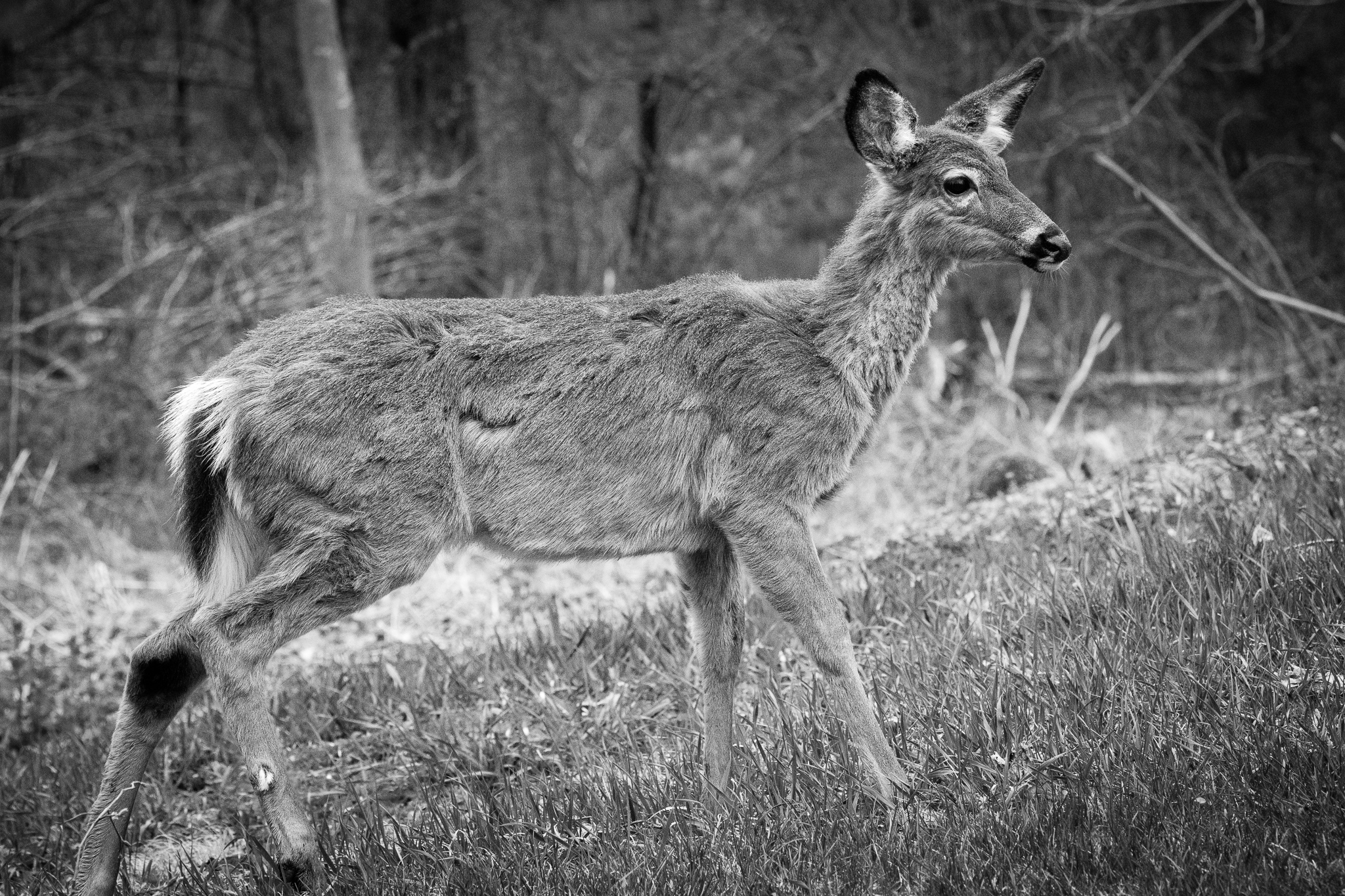 A Doe, A Deer – Relatively Ambitious