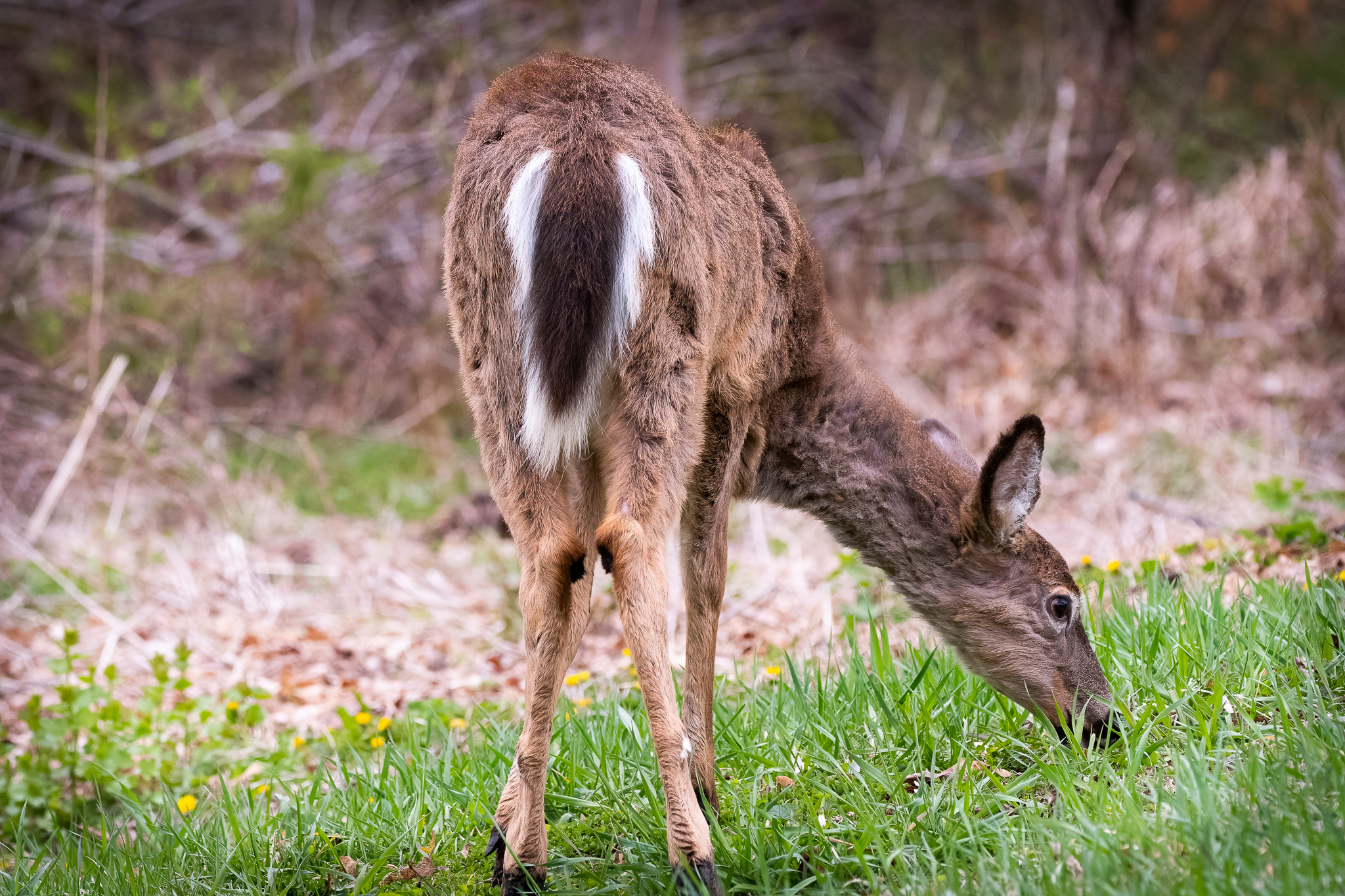 A Doe, A Deer – Relatively Ambitious